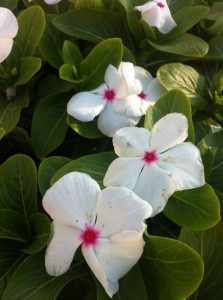 Vinca or Catharanthus Roseus | Online Flower Garden