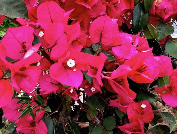 Bougainvillea or Buganvilla | Online Flower Garden