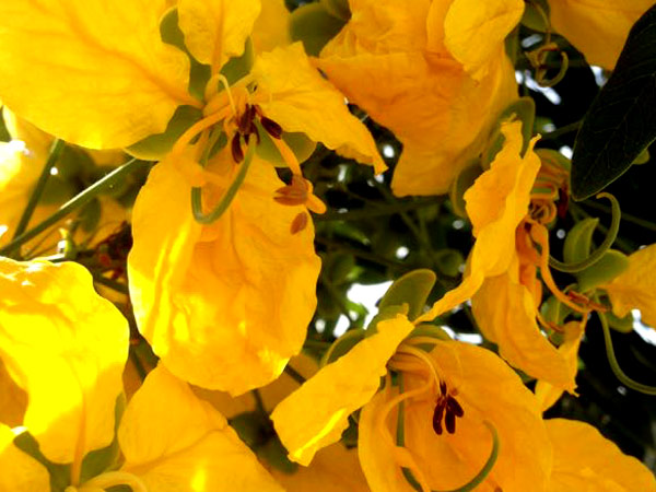 Cassia fistula or Indian Laburnum | Online Flower Garden
