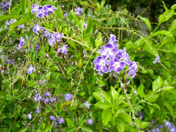 Duranta erecta or Duranta Repens | Online Flower Garden