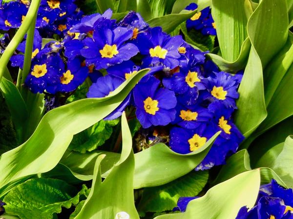 Primula 'Crescendo Blue Shades' | Online Flower Garden