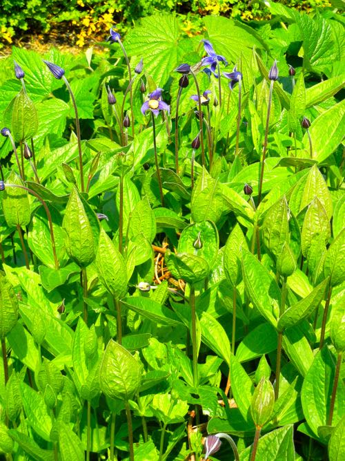 Clematis Integrifolia | Online Flower Garden