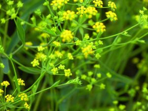 Taenidia integerrima | Online Flower Garden