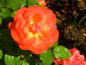 Queen Mary's Rose Garden | Online Flower Garden