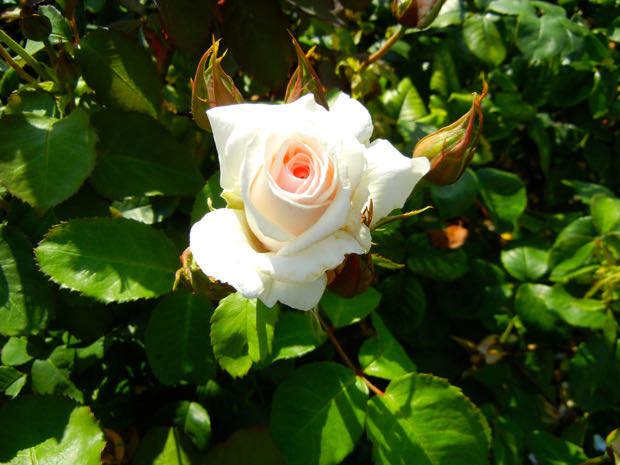 Queen Mary's Rose Garden | Online Flower Garden