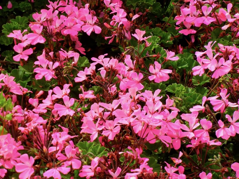 Pelargonium 'Caliente® Pink' | Online Flower Garden