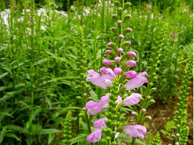 Physostegia virginiana 'Vivid' | Online Flower Garden