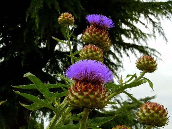 Cynara cardunculus subsp. cardunculus | Online Flower Garden