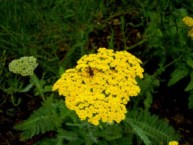 Achillea filipendulina 'Gold Plate' | Online Flower Garden