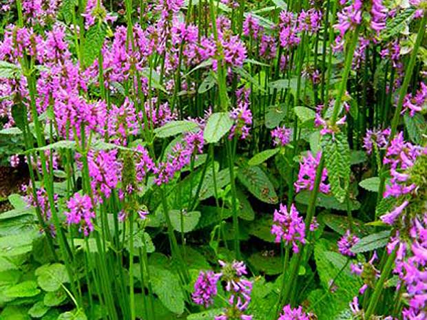 Stachys officinalis 'Hummelo' | Online Flower Garden