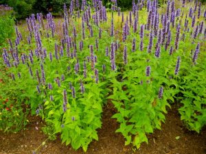 Agastache 'Black Adder' | Online Flower Garden