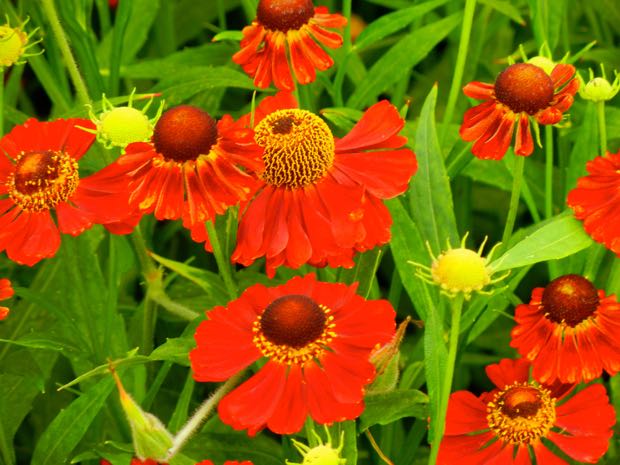 Helenium Rubinzwerg | Online Flower Garden