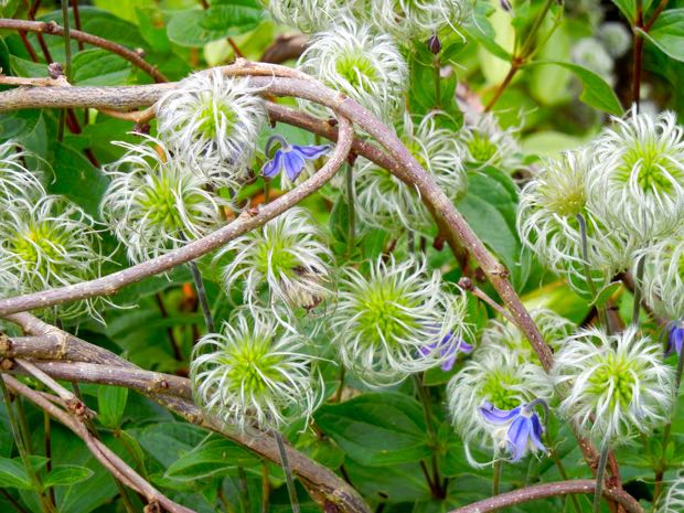 Clematis Integrifolia | Online Flower Garden