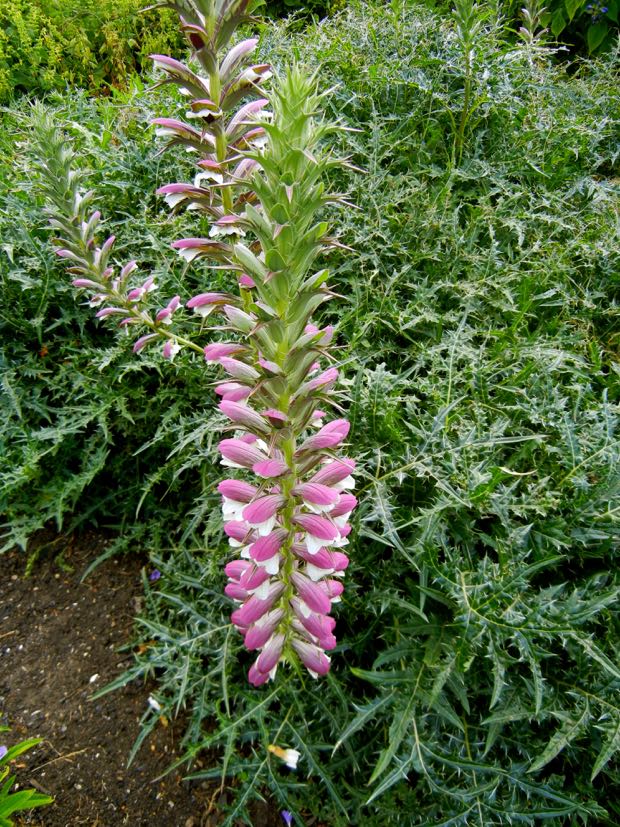 Acanthus spinosus or Acanthus caroli-Alexandri
