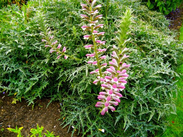 Acanthus spinosus or Acanthus caroli-Alexandri