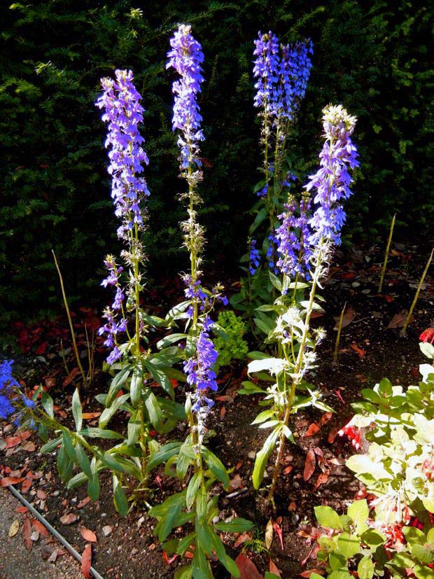 Lobelia siphilitica or Great Blue Lobelia