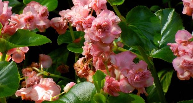 Begonia cucullata | | Online Flower Garden