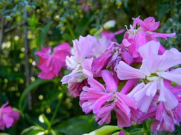 Caryophyllaceae or Carnation Family | Online Flower Garden