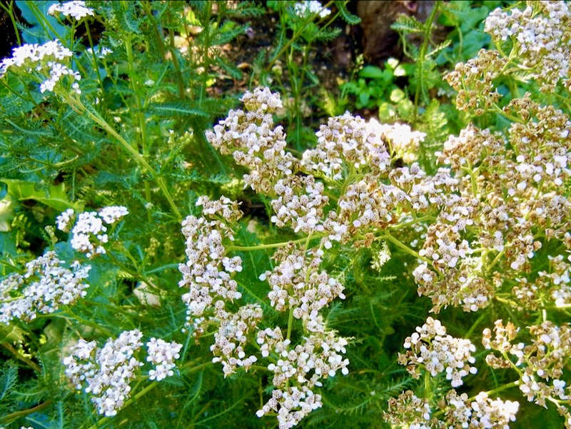 Achillea nobilis or Noble Yarrow | Online Flower Garden