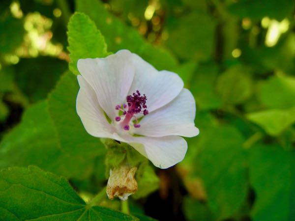 Althaea officinalis or Marsh Mallow | Online Flower Garden