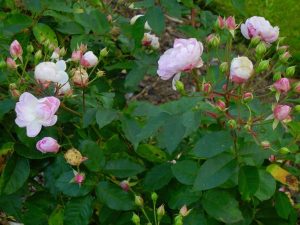 Rose or Rosa 'Blush Noisette' | Online Flower Garden