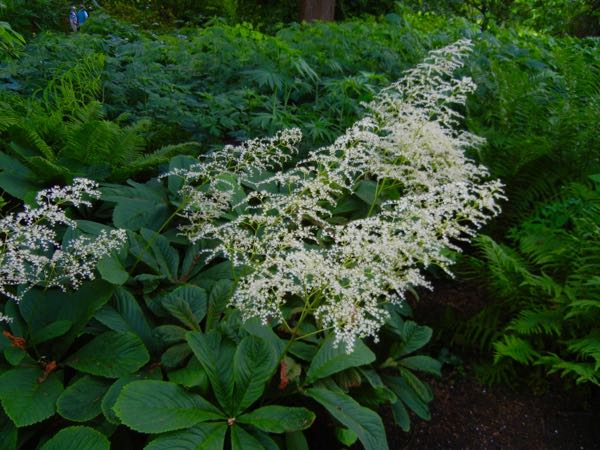 Rodgersia aesculifolia | Online Flower Garden