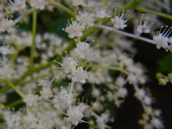 Rodgersia aesculifolia | Online Flower Garden