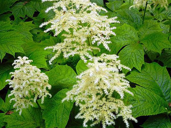 Rodgersia podophylla or Rodger's Bronze-Leaf