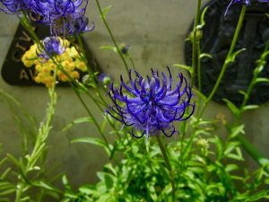 Phyteuma orbiculare | Online Flower Garden