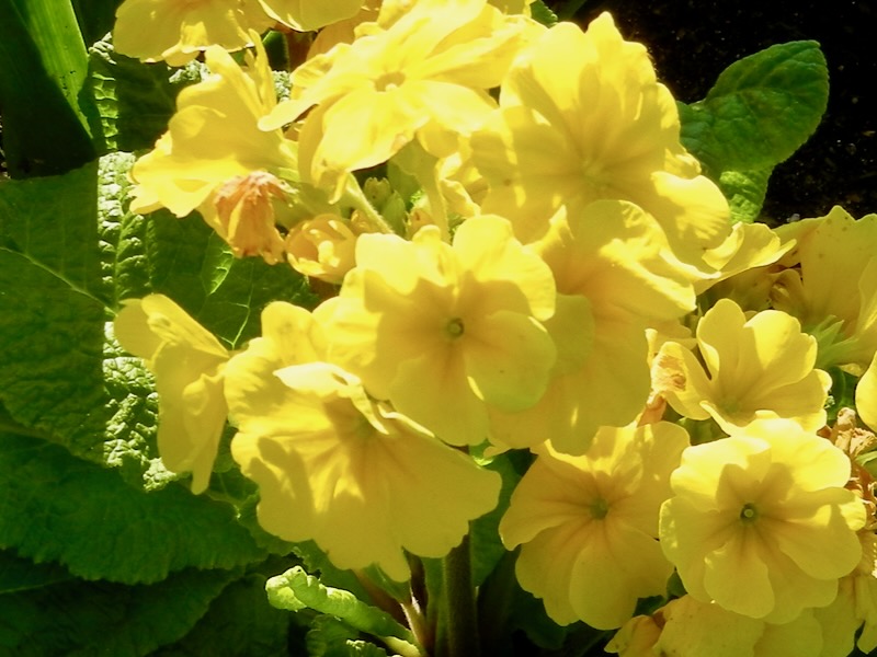 Primula 'Crescendo® Yellow' | Online Flower Garden