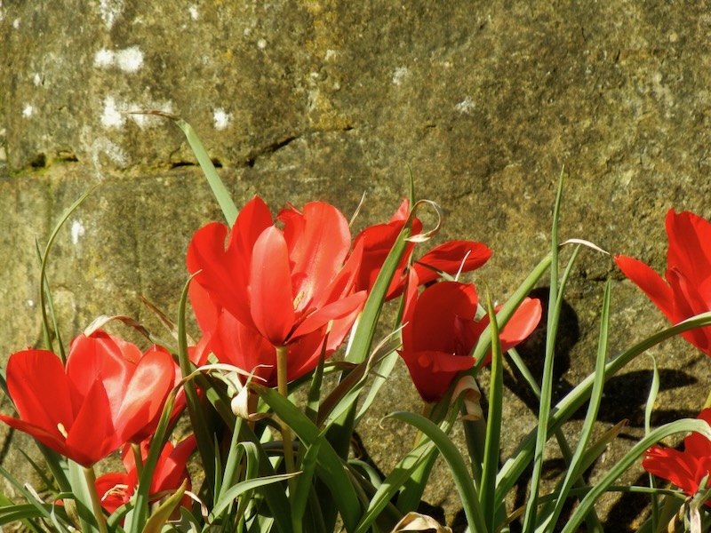 Tulipa 'Montana' or Montana Tulip | Online Flower Garden