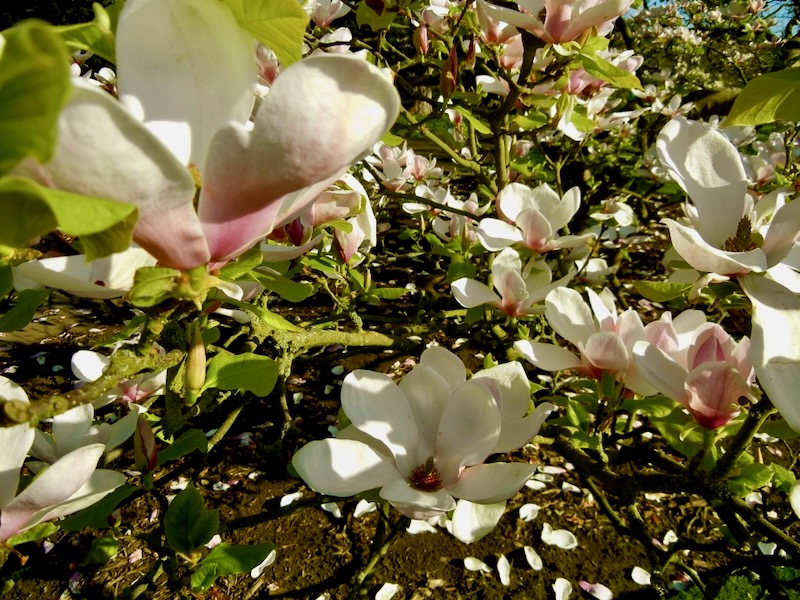 Magnolia ‘Rustica Rubra’ | Online Flower Garden