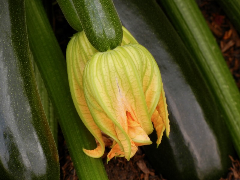 Cucurbita pepo 'British Summertime' | Courgette or Zuchini