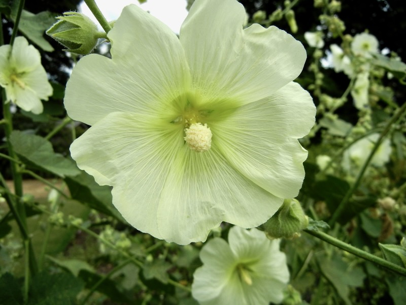 Alcea nudiflora or White-flowered Hollyhock