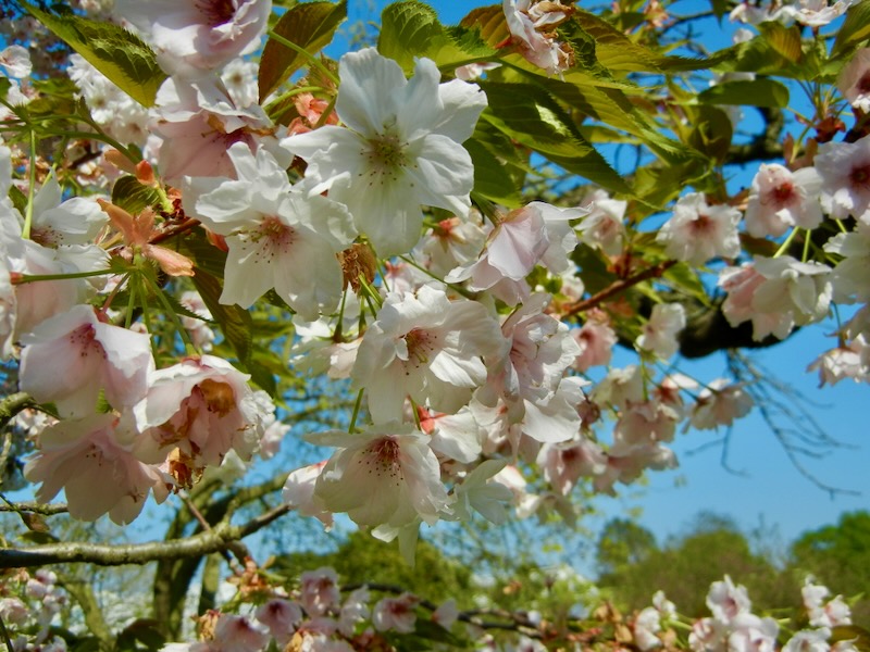 Prunus 'Matsumae-shizuka' | Online Flower Garden