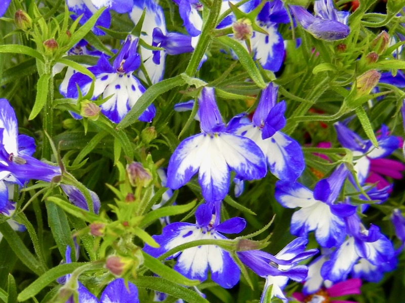 Lobelia ‘Super Star™ Weslosu’ | Online Flower Garden