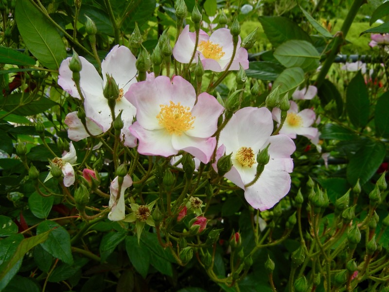 Rosa canina or Dog Rose | Online Flower Garden