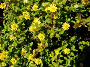 Sanvitalia procumbens | Online Flower Garden