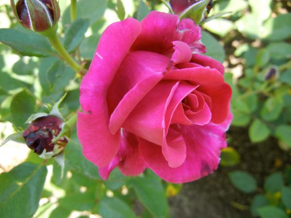Queen Mary's Rose Garden | Online Flower Garden