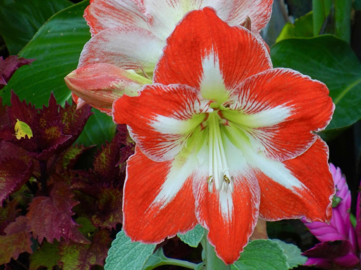 Amaryllis ‘Minerva’ | Online Flower Garden