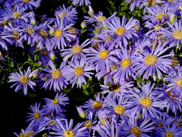 Aster amellus 'King George' | Online Flower Garden