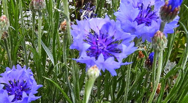Centaurea cyanus | | Online Flower Garden