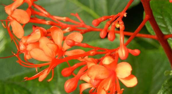 Clerodendrum speciosissimum | | Online Flower Garden