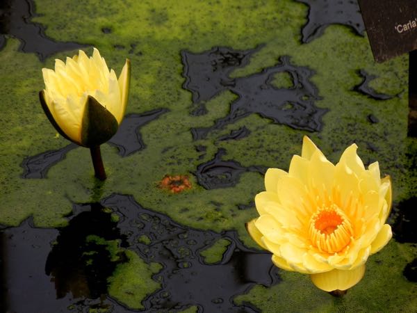 Nymphaea 'Carla's Sonshine' | Online Flower Garden