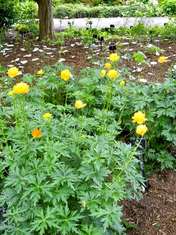 Trollius altaicus or Siberian Globeflower