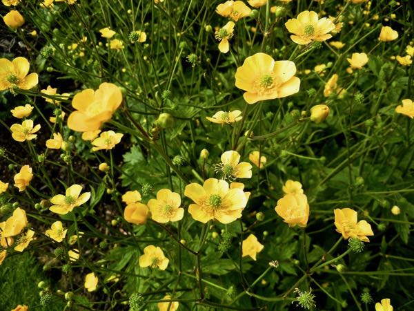 Ranunculus Acris or Meadow Buttercup | Online Flower Garden