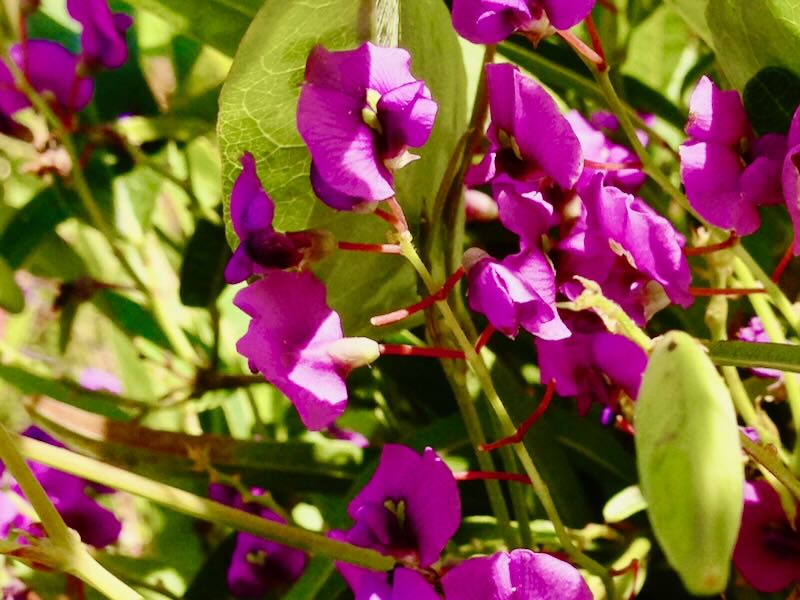 Hardenbergia violacea ‘Canoelands’ | Online Flower Garden