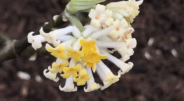 Edgeworthia chrysantha | | Online Flower Garden