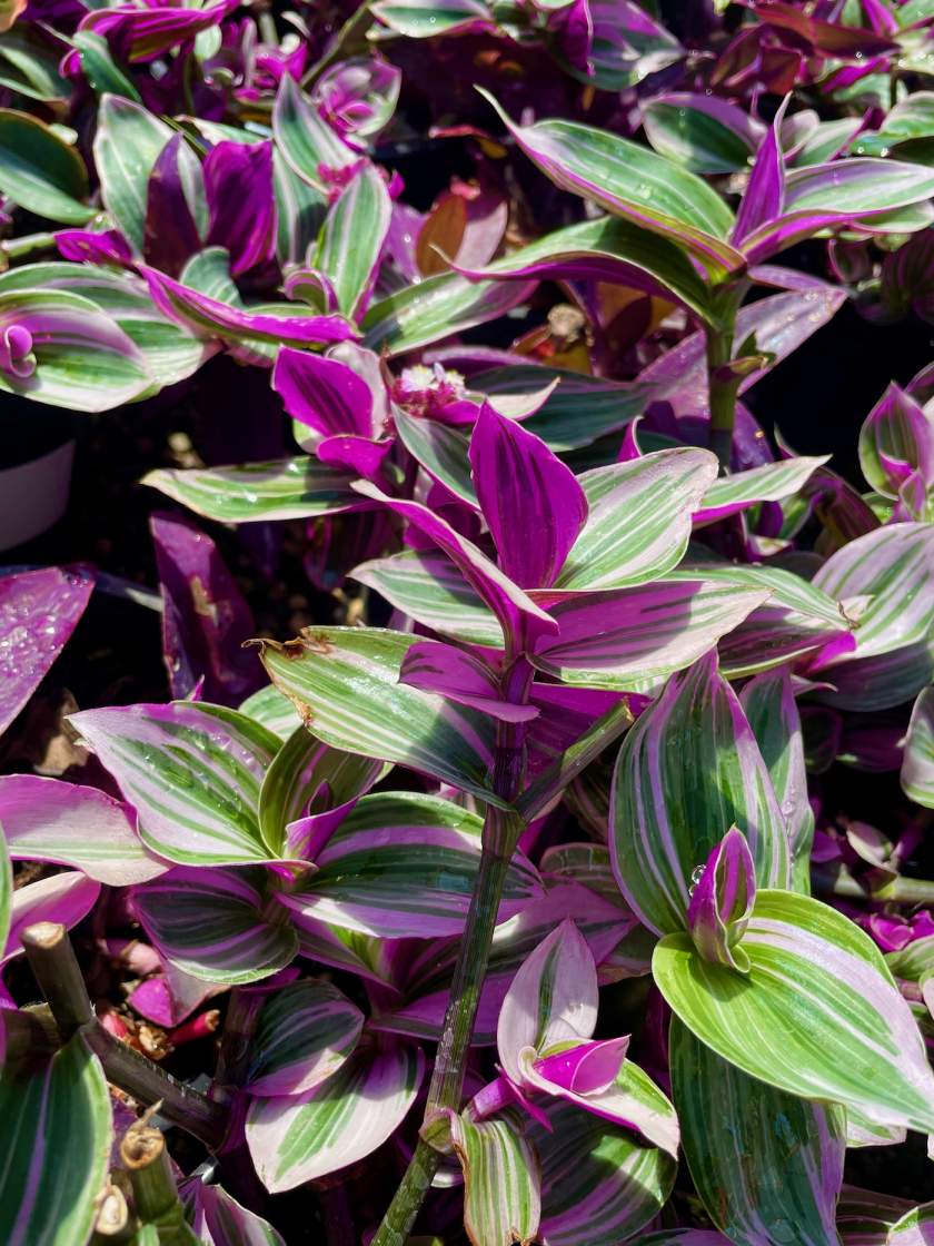Tradescantia 'Nanouk' | Online Flower Garden