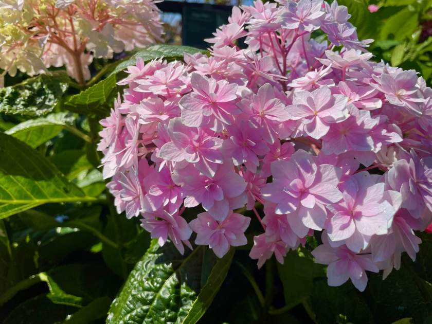 Hydrangea 'Double Delight Perfection' | Online Flower Garden